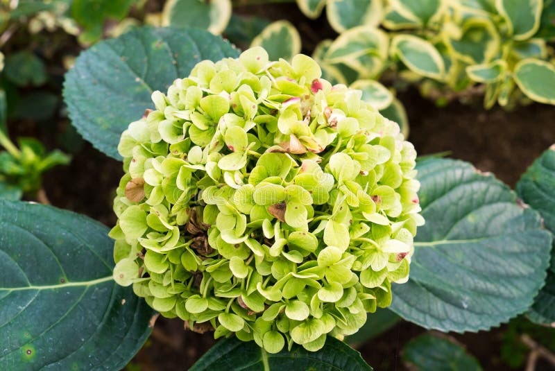 Green hydrangea flower stock photo. Image of fresh, green - 64823146