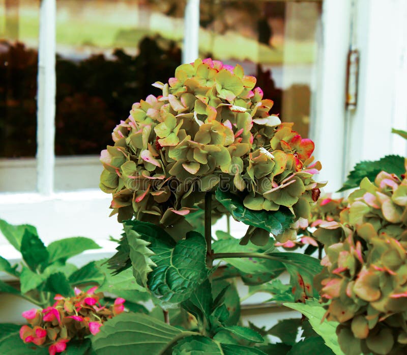 771 Hydrangea Plant Window Stock Photos - Free & Royalty-Free Stock ...