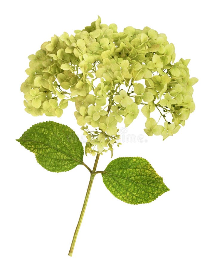 Green Hydrangea Flower Isolated Stock Image - Image of blossom ...