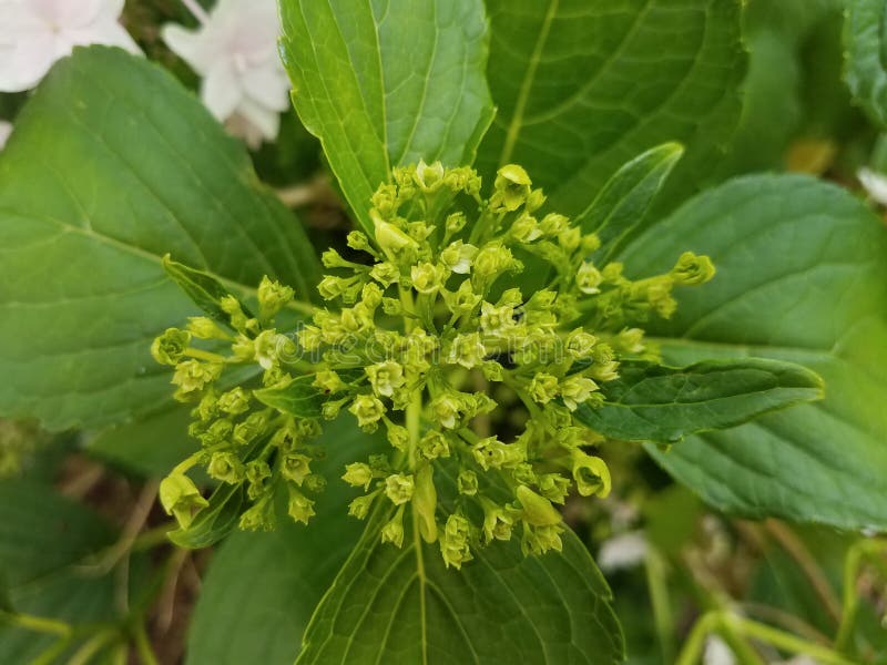 Green Hydrangea Flower Plant Blooming or Blossoming Stock Image - Image ...