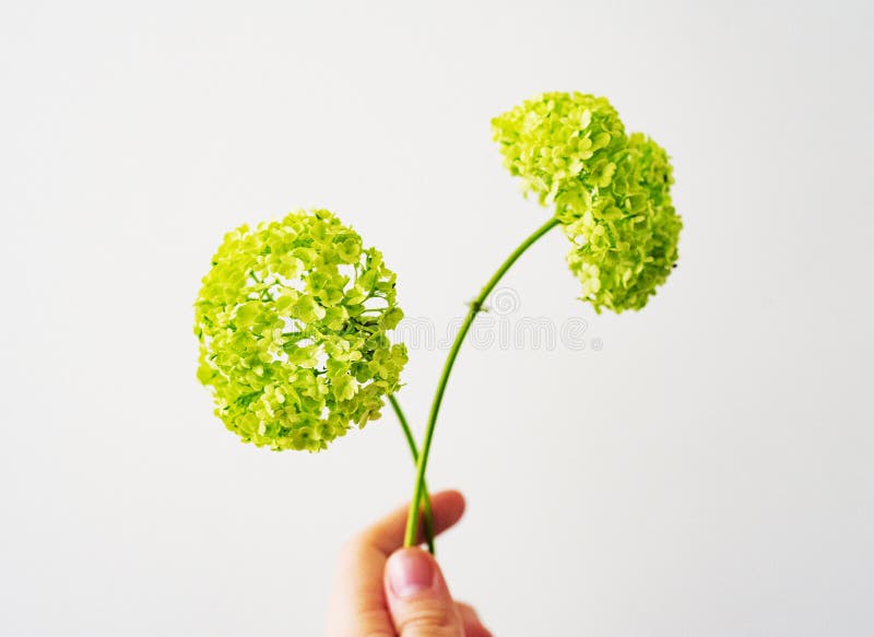 Small Green Hydrangea Flowers on a Light Background Stock Photo - Image ...
