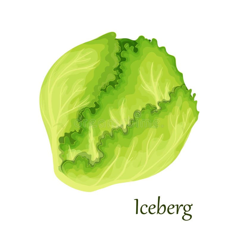 Green Iceberg Lettuce Salad Stock Vector - Illustration of snack, macro ...