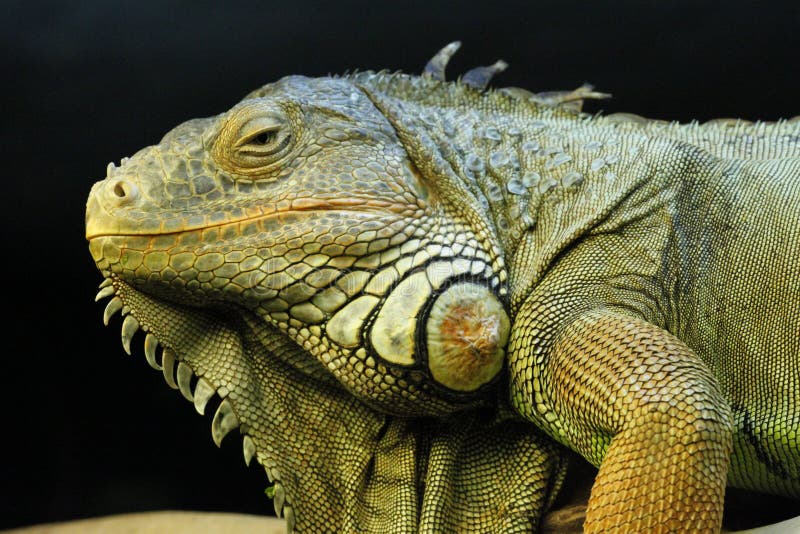 Green iguan stock photo. Image of amphibian, lizard, stare - 16593608