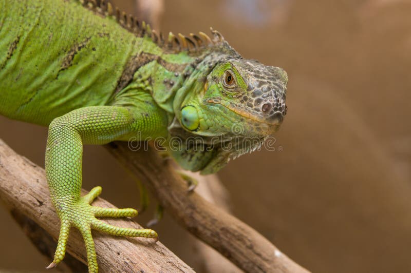 Green Iguama Stock Photos - Free & Royalty-Free Stock Photos from ...
