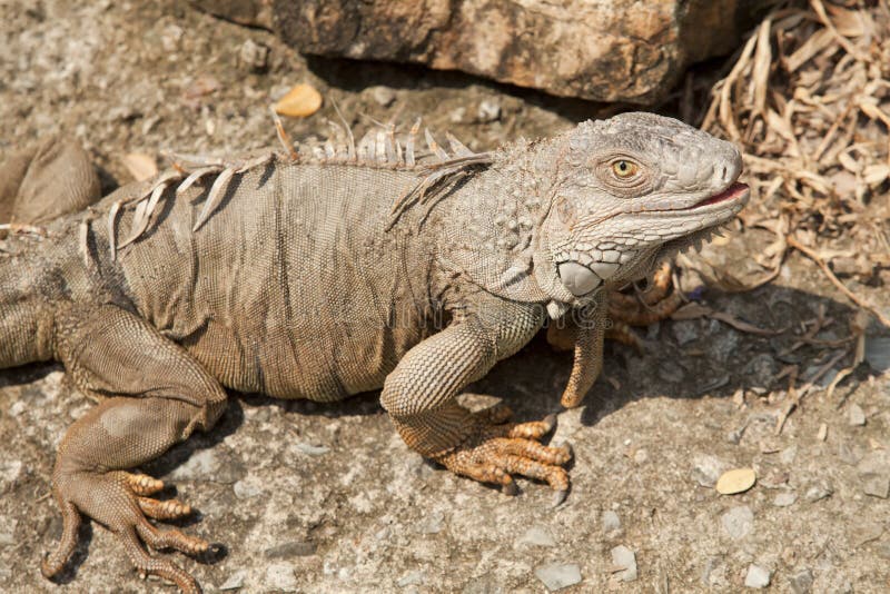 Iguana Smile stock photo. Image of lizards, smile, smiling - 98640