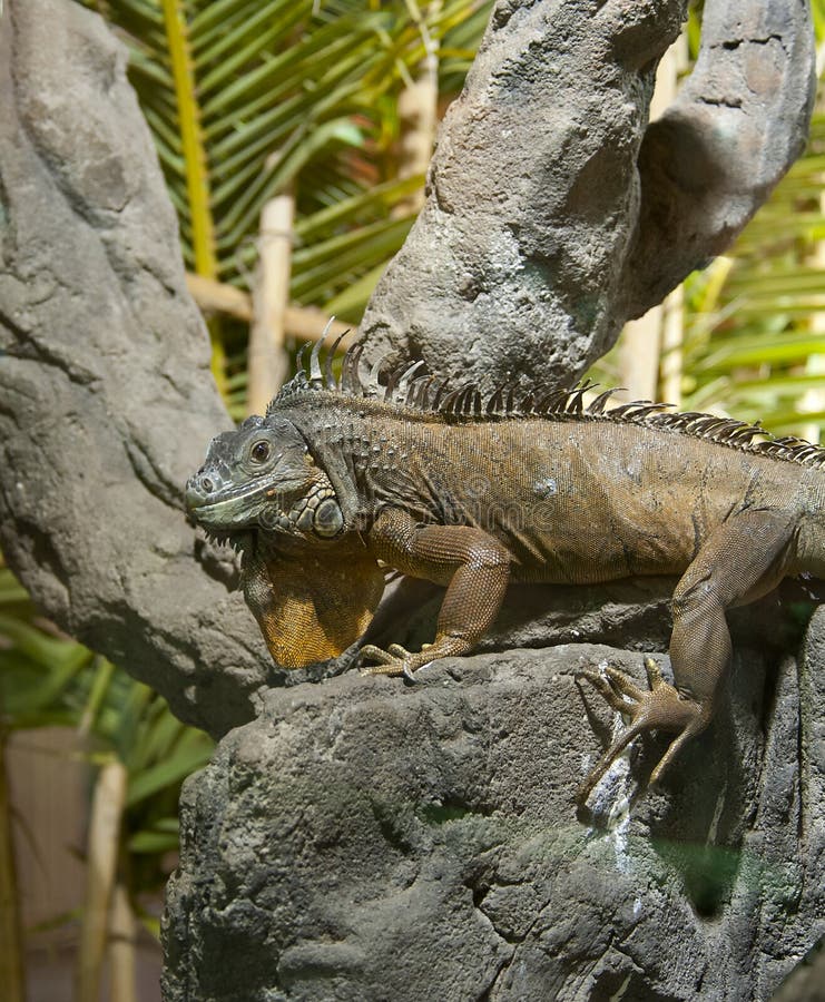 216 Green Iguana Teeth Stock Photos - Free & Royalty-Free Stock Photos ...