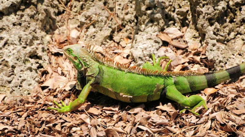Green iguana stock photo. Image of colors, posing, predator - 27430668