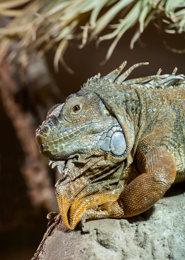 216 Green Iguana Teeth Stock Photos - Free & Royalty-Free Stock Photos ...