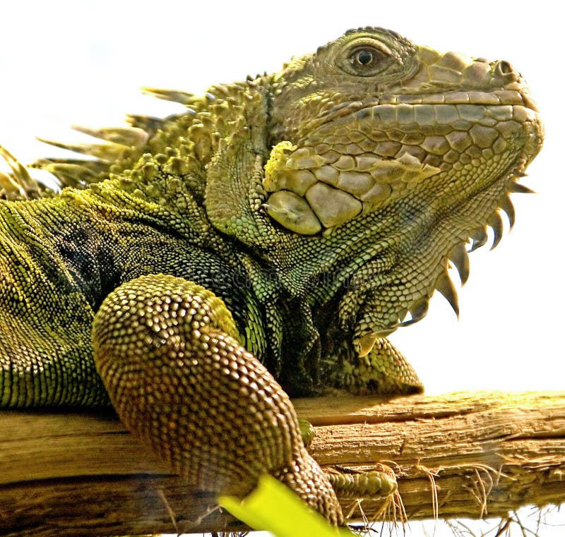 Iguana scales stock photo. Image of scale, nature, macro - 4072654
