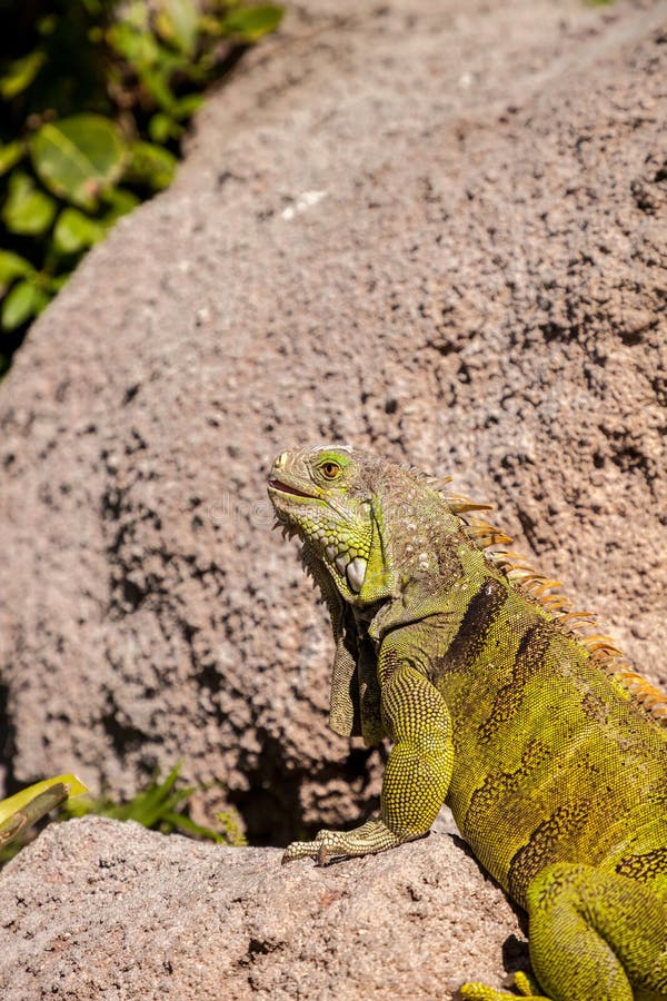 Green Iguana Also Known As Iguana Iguana Stock Photo - Image of animal ...