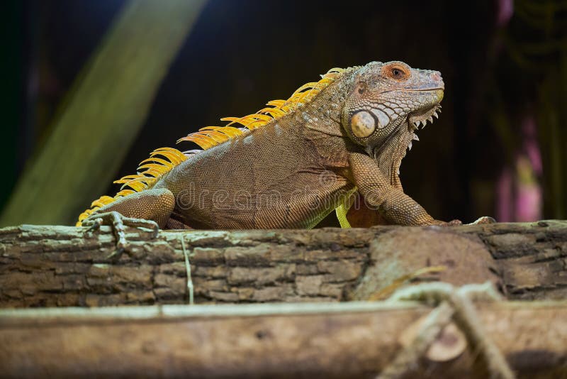 The Green Iguana (Iguana Iguana), the American Iguana Stock Photo ...