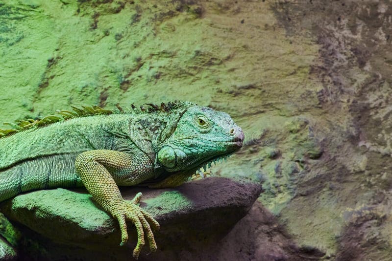 The Green Iguana (Iguana Iguana), the American Iguana Stock Photo ...