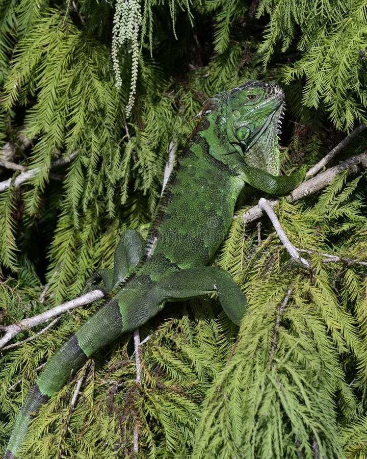 Green Iguana Climbing a Pine Tree Stock Image - Image of details ...