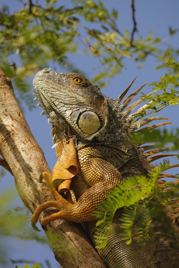 Green Iguana in tree stock image. Image of daytime, animals - 109413179