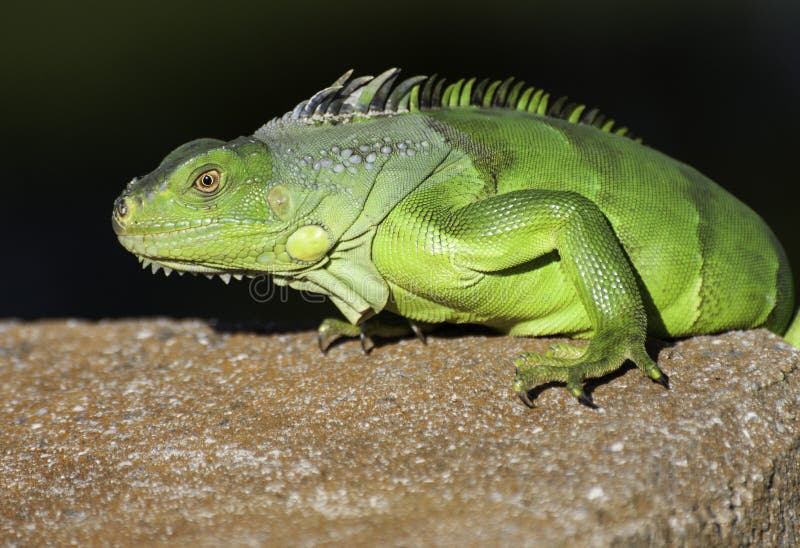 Green Iguana stock photo. Image of black, predator, vertebrate - 34192134