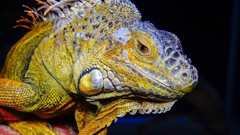 The Green Iguana, Common Iguana (Iguana Iguana Stock Image - Image of ...