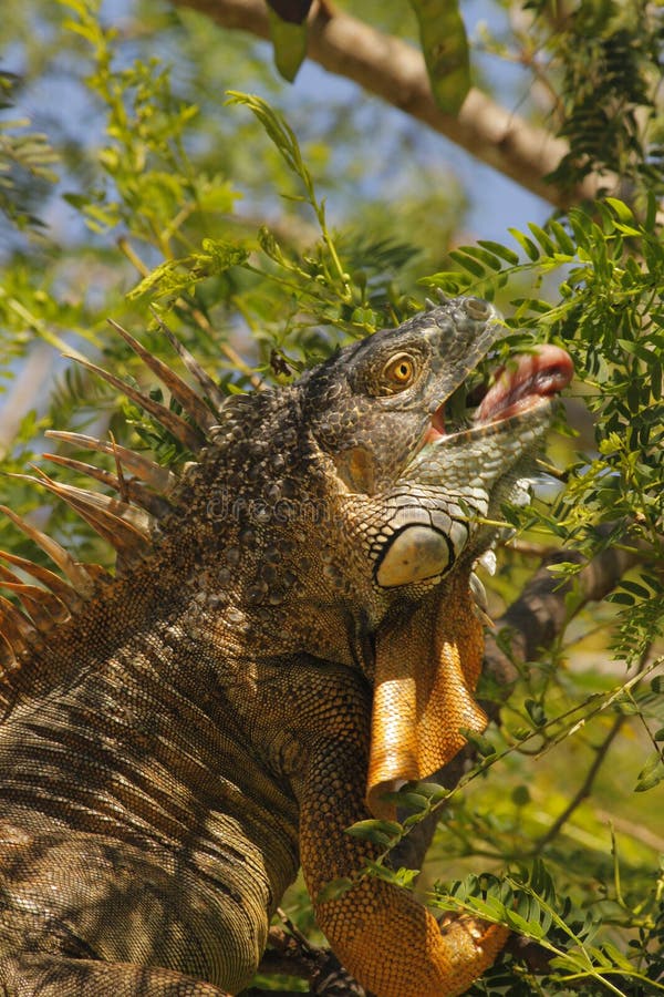 Iguana eating stock image. Image of colombia, flora, fauna - 43679339
