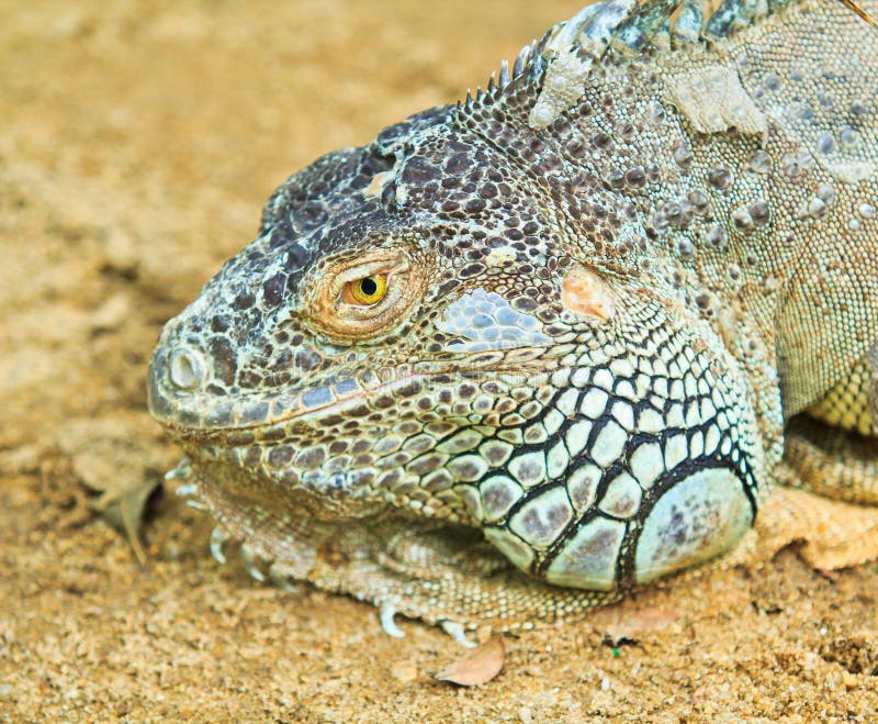 Green Iguana stock image. Image of haiti, horn, lazy - 34083693