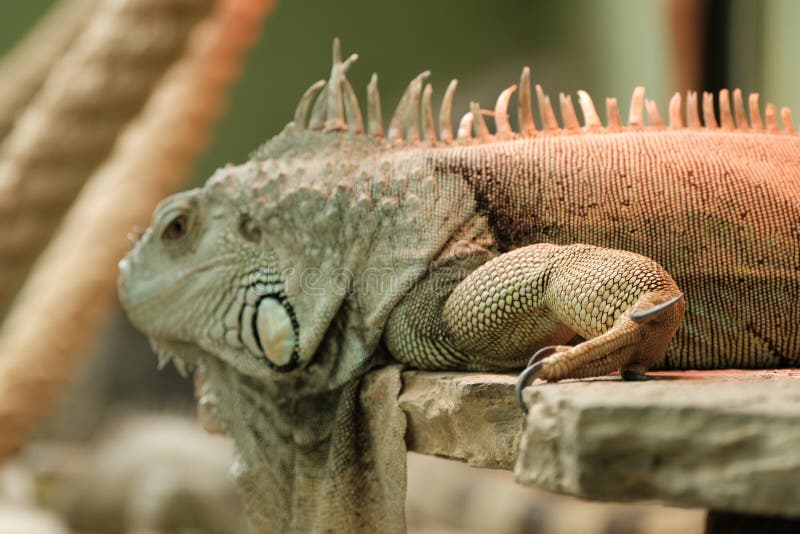 Green iguana stock image. Image of face, wood, tree - 256657013