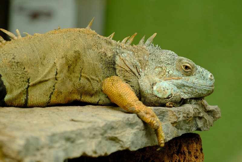 Green Iguana stock image. Image of iguana, dinosaur - 256657627