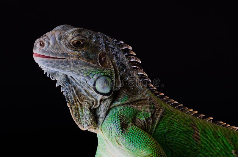 Iguana Smile stock photo. Image of lizards, smile, smiling - 98640