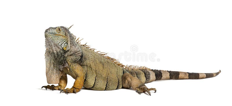 Green Iguana, Iguana Iguana, Isolated on White Stock Image - Image of ...
