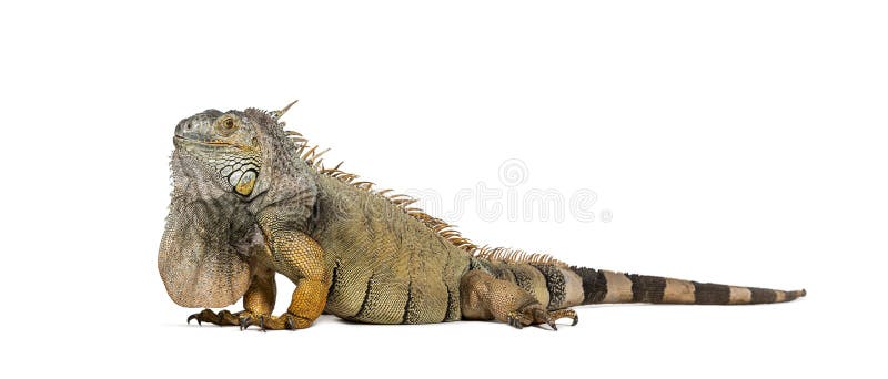 Green Iguana, Iguana Iguana, Isolated on White Stock Image - Image of ...