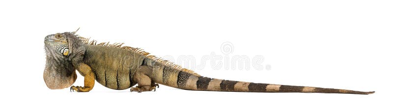 Green Iguana, Iguana Iguana, Isolated on White Stock Image - Image of ...