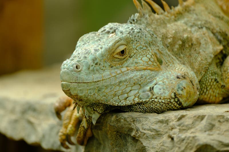 Green Iguana stock image. Image of claws, skin, iguana - 256659007