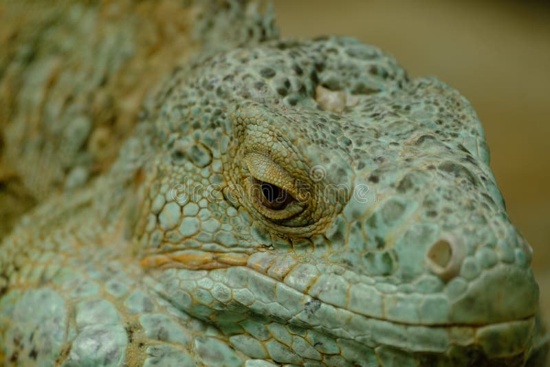 Green Iguana stock photo. Image of terrarium, species - 256659220
