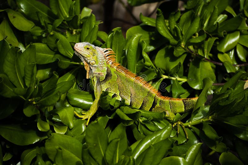 Green Iguana Lizard in Miami, Florida Stock Photo - Image of reptile ...