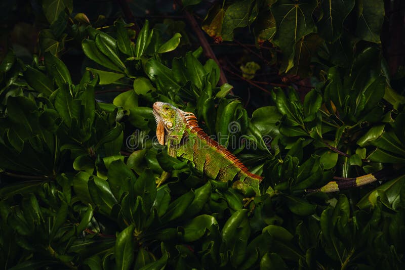 Green Iguana Lizard in Miami, Florida Stock Photo - Image of winter ...