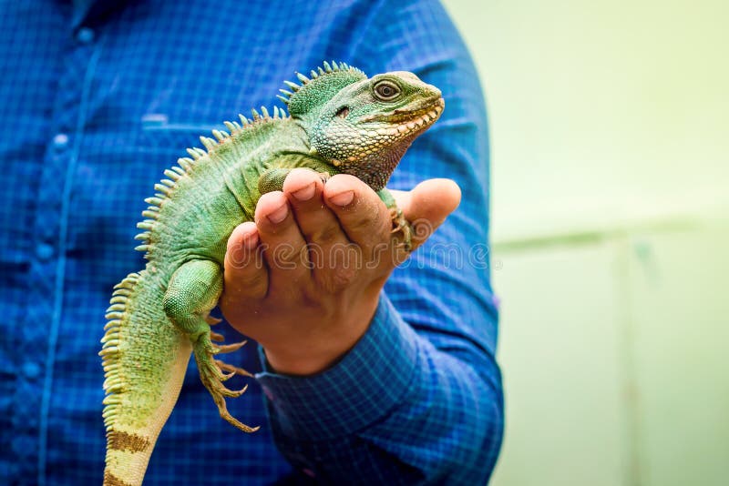 Green Iguana Lizard Sits on Men Hand. Man Shows a Green Lizard_ Stock ...