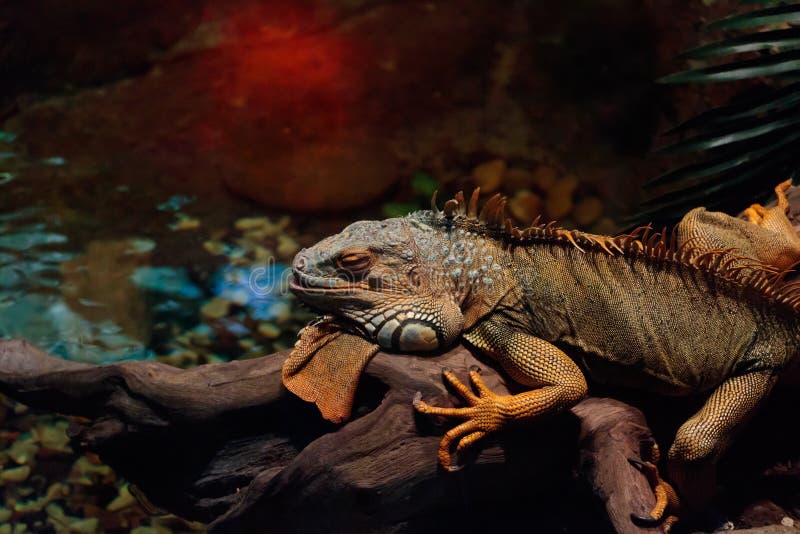 Green Iguana on a Log stock photo. Image of iguana, bird - 86560752