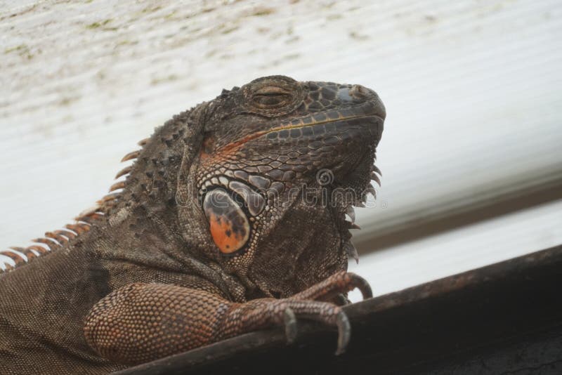 Green Iguana looking out stock photo. Image of reptile - 261992746
