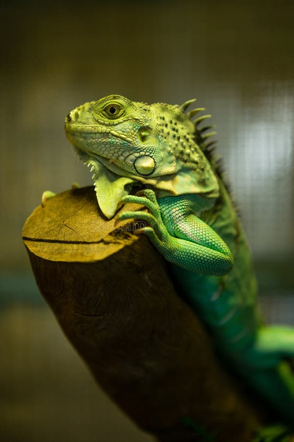 Green Iguana Tail Stock Photos - Download 3,122 Royalty Free Photos
