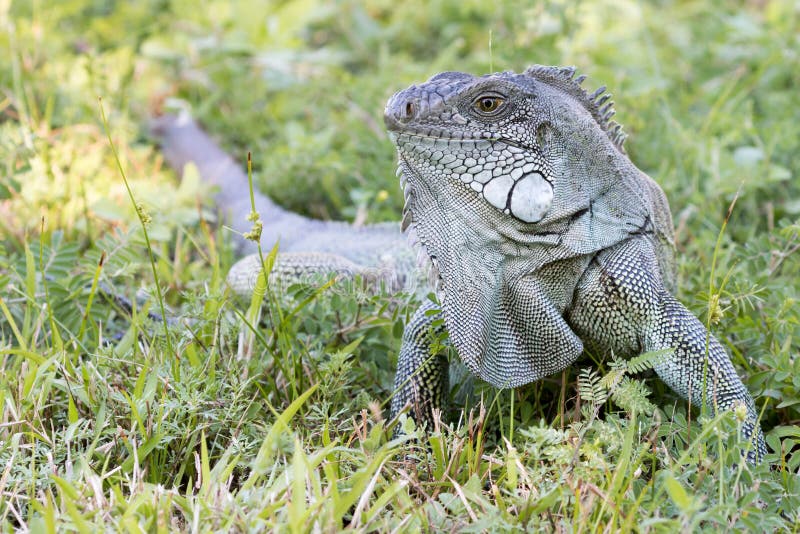 Green Iguana stock photo. Image of nature, reptile, male - 93866650
