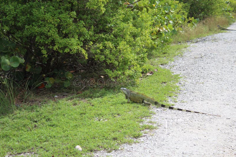 Green Iguana in Miami Beach Stock Photo - Image of green, predator ...