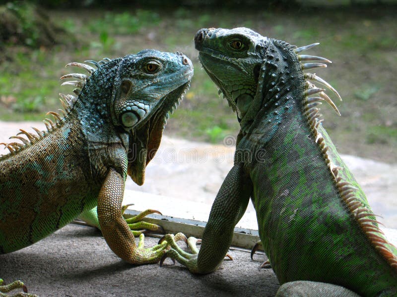 Green Iguana (Iguana Iguana) Stock Image - Image of animal, wildlife ...