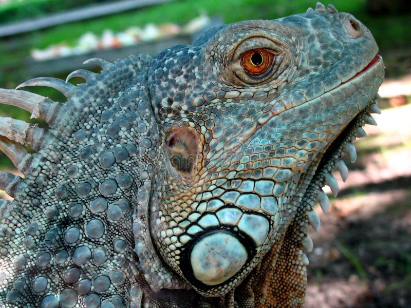 Green Iguana (Iguana Iguana) Stock Image - Image of lizard, amphibian ...