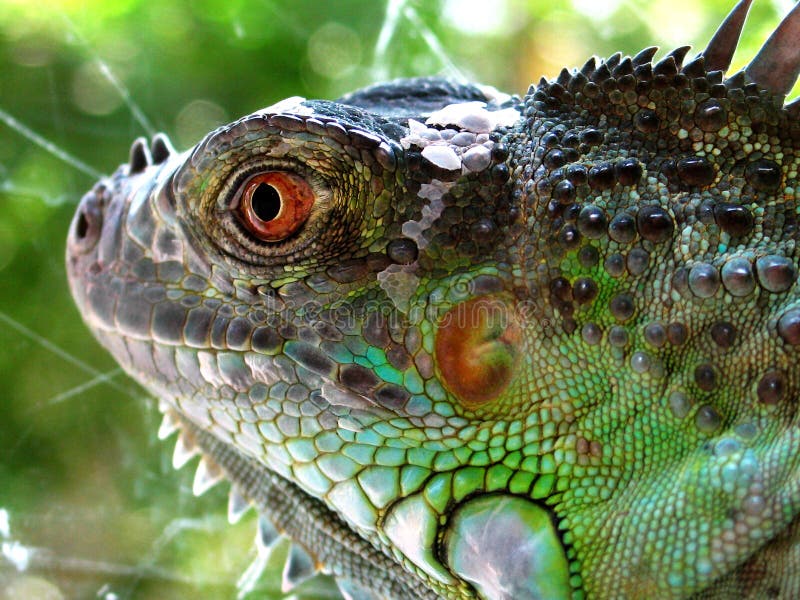 Green Iguana (Iguana Iguana) Stock Photo - Image of dragon, reptiles ...