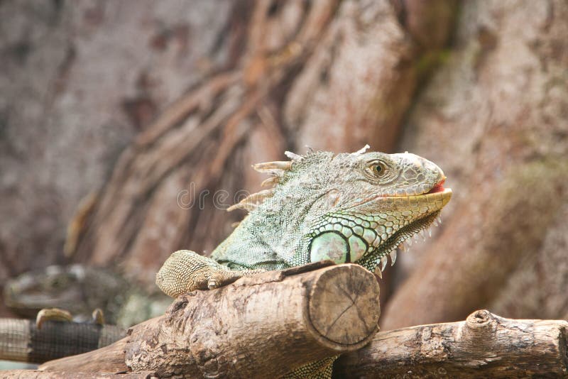Green iguana stock image. Image of endangered, outdoor - 42968607