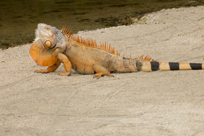 Iguana (Iguana iguana) stock image. Image of lizard, wild - 11194467