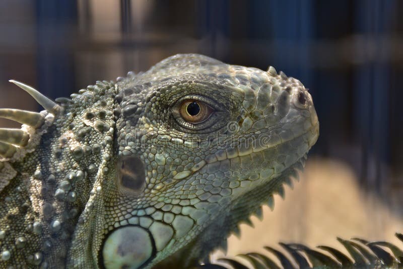 Green Iguana Reptile in a Cage Photographed at Close Range Stock Photo ...