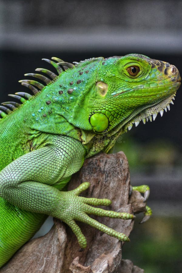 Green Iguana Reptile Exotic Stock Photo - Image of lizard, snake: 211190666