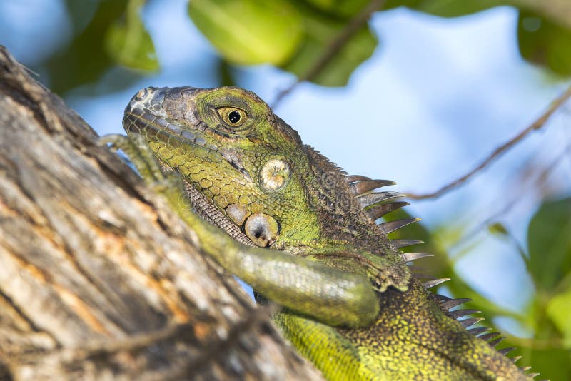 Green Iguana Resting on a Tree, Closeup Stock Photo - Image of fauna ...