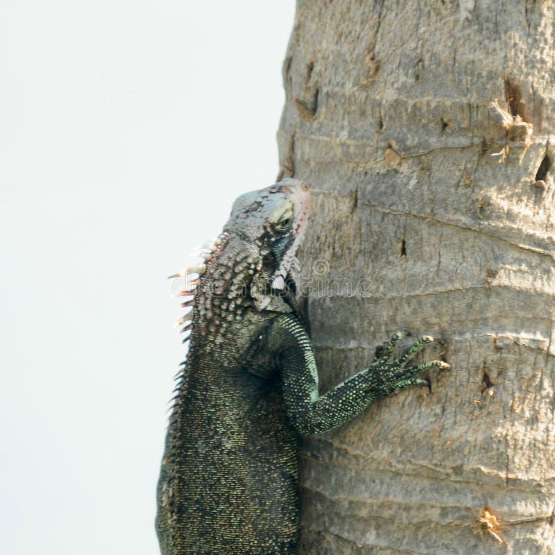 Iguana in St. Thomas,U.S. Virgin Islands Stock Photo - Image of native ...