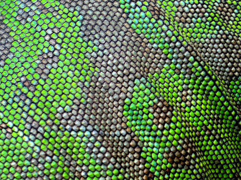 Green Iguana (Iguana Iguana) Stock Image - Image of scales, texture ...