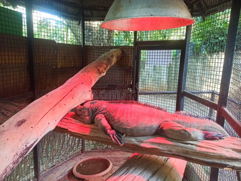 Sleeping Red Bird Stock Illustrations – 226 Sleeping Red Bird Stock ...