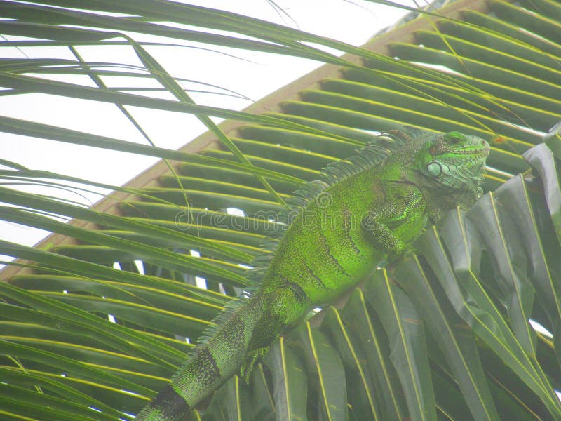 A Green Iguana Lying on a Palm Stock Photo - Image of striped, lying ...
